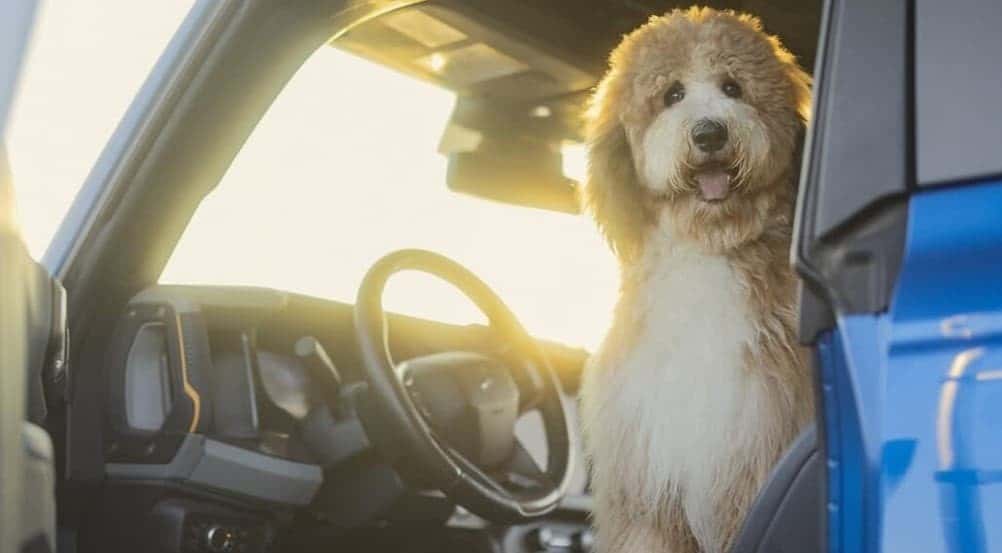 Why Dog Owners Love Certain Used SUVs More Than Others | Vehicles